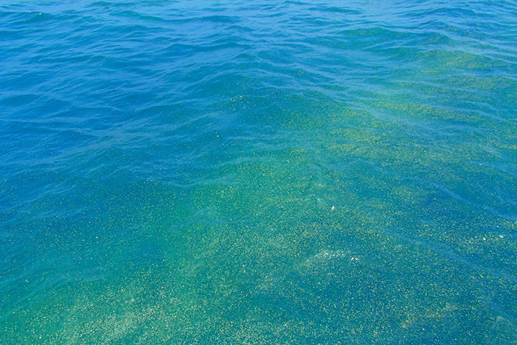 Pollinated? Coastal Waters Run Yellow - Coastwatch CurrentsCoastwatch ...