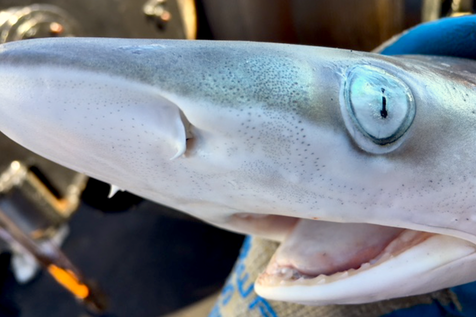 The Ever-Expanding Brains of Atlantic Sharpnose Sharks - Coastwatch ...