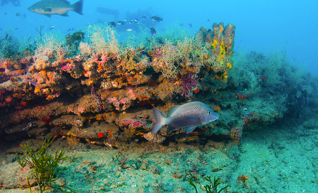 How Much Ocean Floor Off the Southeast Coast Do Natural Reefs Occupy ...