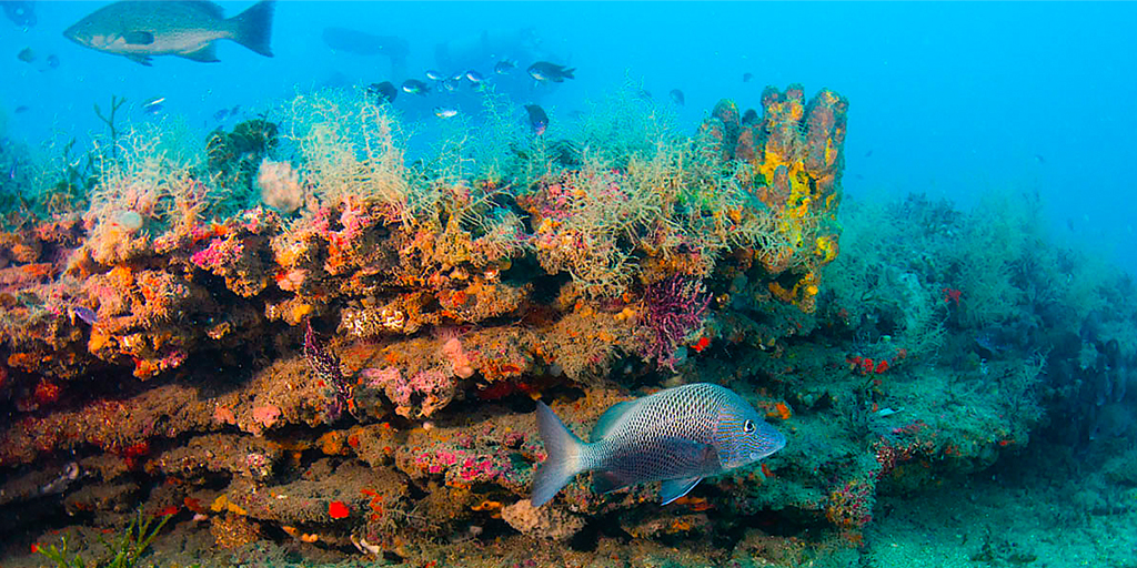 How Much Ocean Floor Off the Southeast Coast Do Natural Reefs Occupy ...