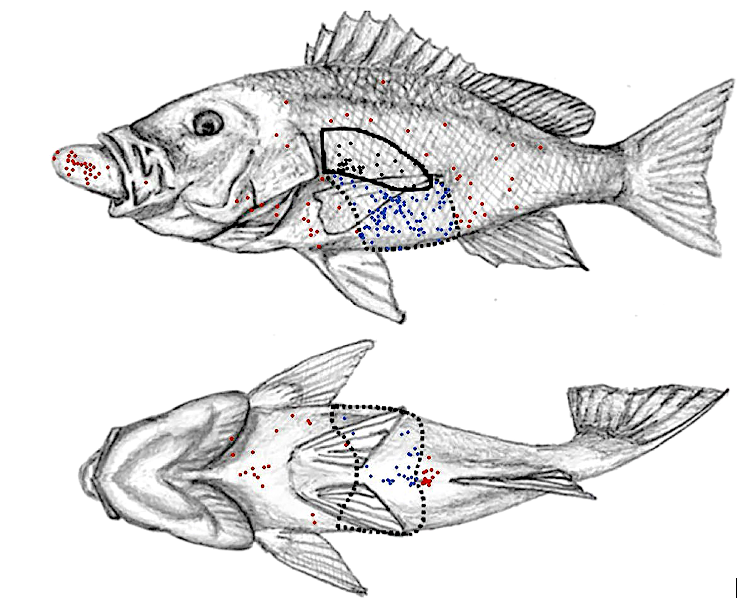 Venting Deepwater Fish