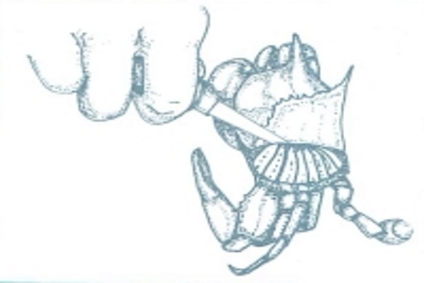 Cleaning Soft-Shell Crabs | Mariner's Menu