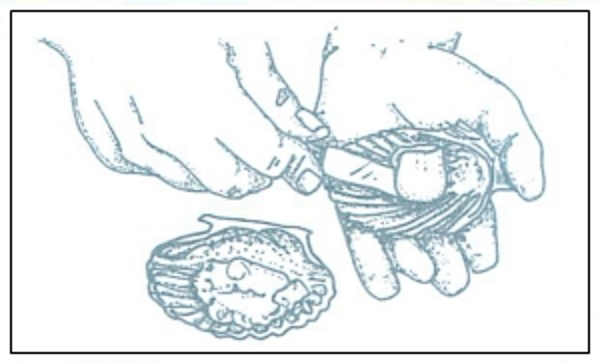 Opening Scallops | Mariner's Menu