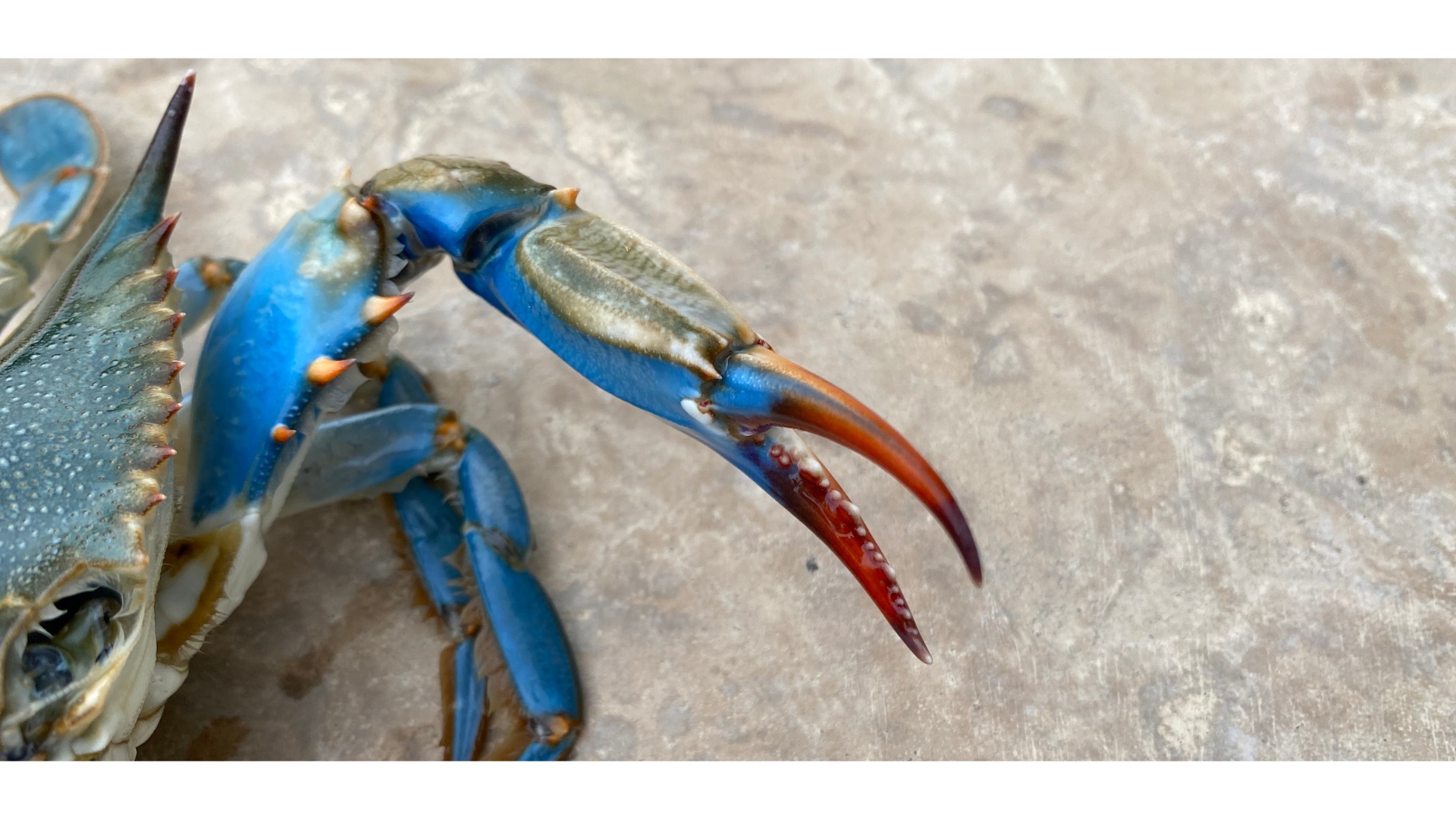 Accepting Proposals For Coastal Resource Management Research North Carolina Sea Grant